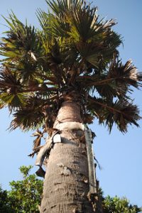 Manfaat Pohon Siwalan Sebagai Vegetasi di Kawasan Kering – Museum Gumuk ...